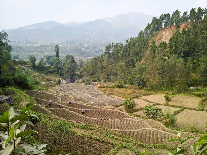 People Working in Field stock photo. Image of nepal, terraced - 81377218