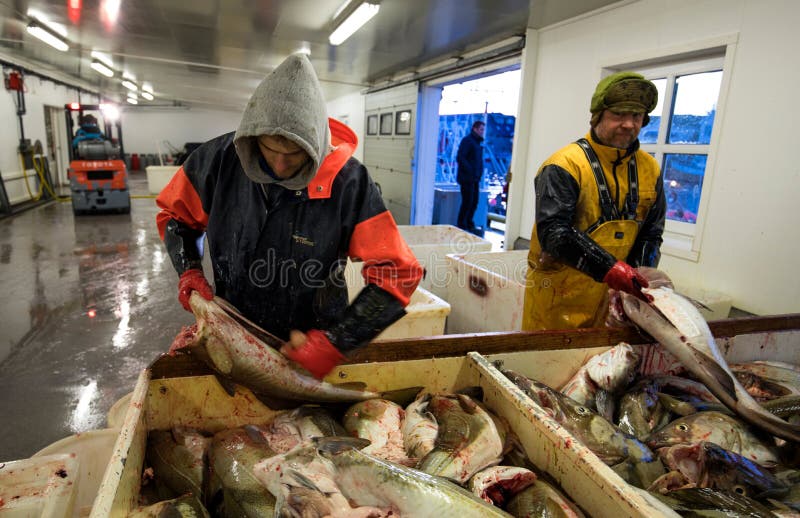 Cod processing factory editorial photography. Image of export - 112992087