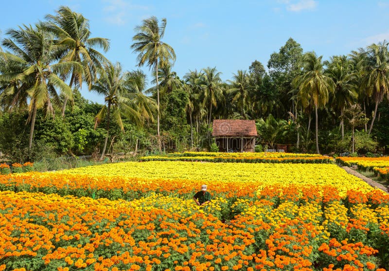 People Working on the Flower Field in an Giang, Vietnam Editorial Stock ...