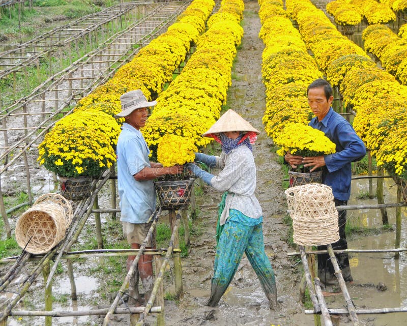 People Working on the Flower Field in Hoi an, Vietnam Editorial Stock ...
