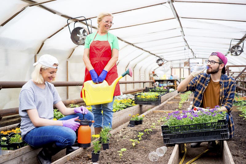 People Working in a Greenhouse Stock Photo - Image of farmer, flower ...