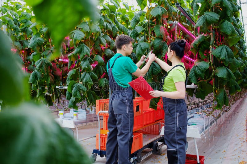 People Working in a Greenhouse Stock Image - Image of healthy ...