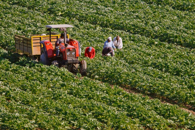 People Working in a Harvest Editorial Stock Image - Image of horizontal ...
