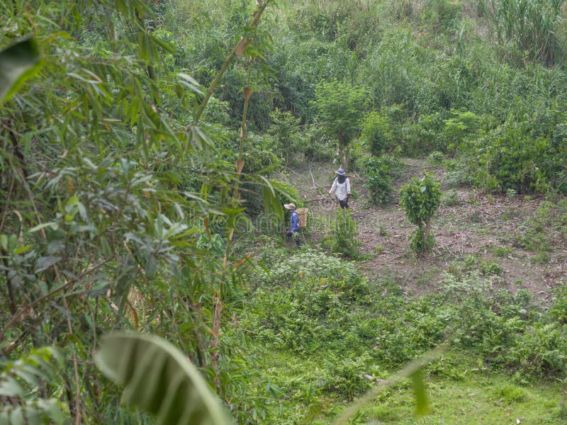 People Working In The Jungle Editorial Photography - Image of people ...