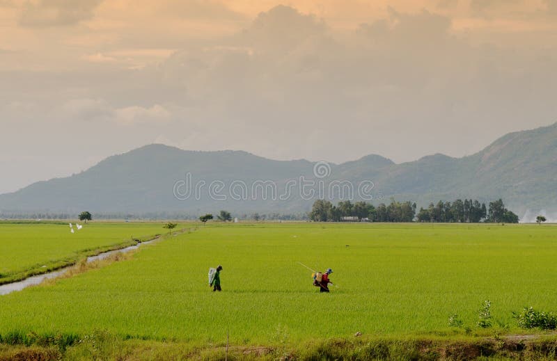 People Working on Rice Fields in Chaudok, Vietnam Editorial Stock Image ...