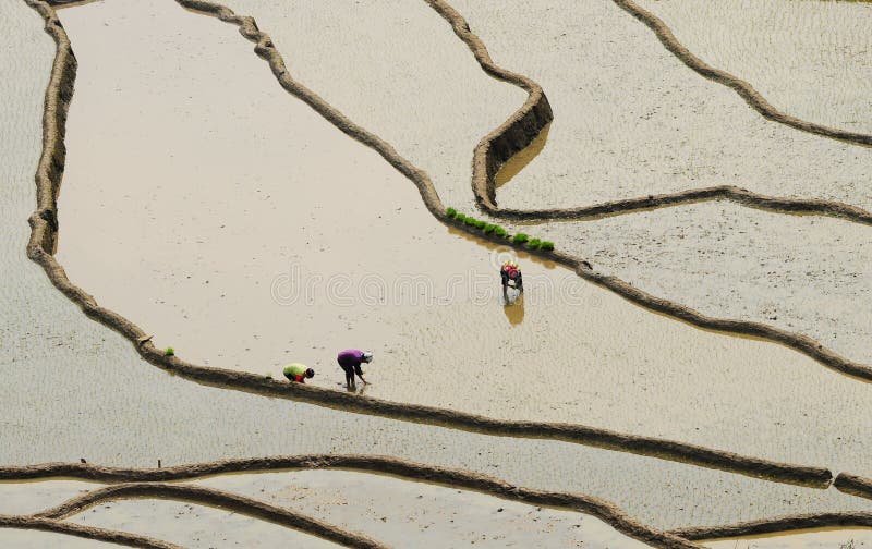People Working on the Rice Fields in Mekong Delta, Vietnam Editorial ...