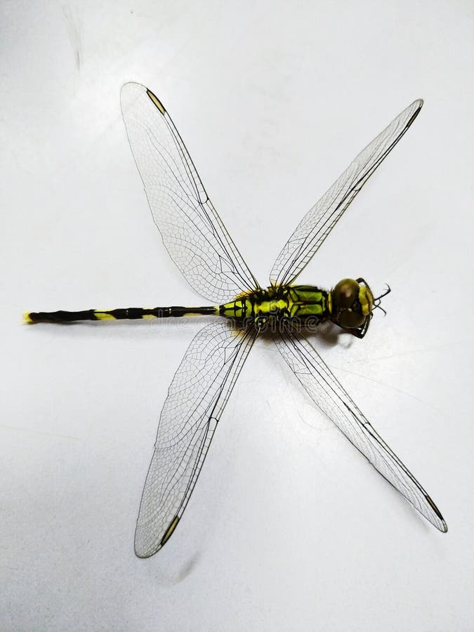 Pepatung & X28;Dragonfly& X29; Stock Photo - Image of dragonfly, nature ...