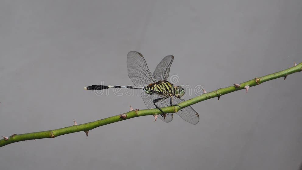Pepatung Hinggap Di Ranting Stock Image - Image of mselfly, pepatung ...