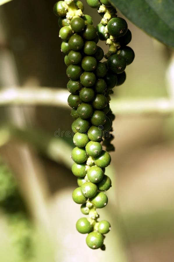 Pianta Del Pepe Nero Nello Sri Lanka Immagine Stock - Immagine di asia ...