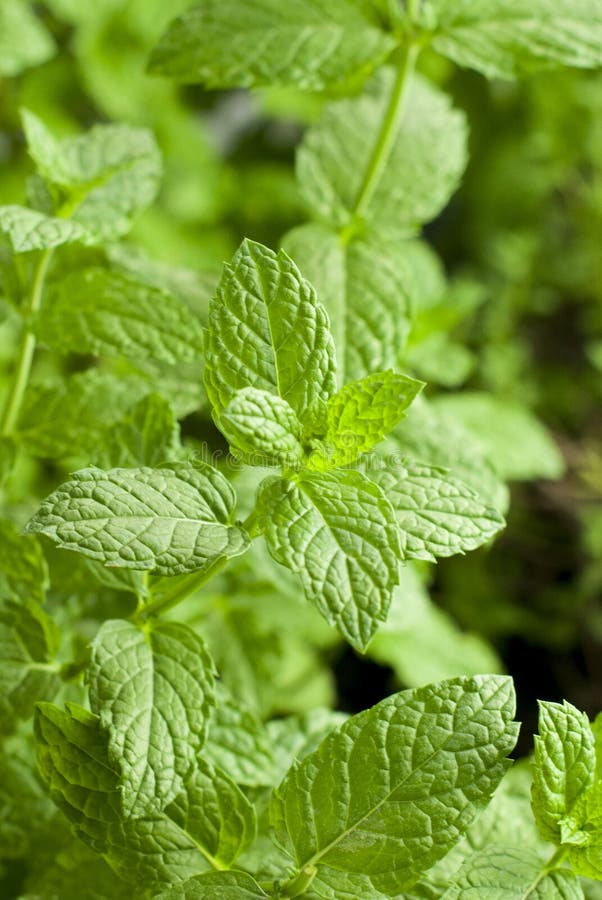 Pepermint foto de stock. Imagem de verde, alimento, tempero - 25657418