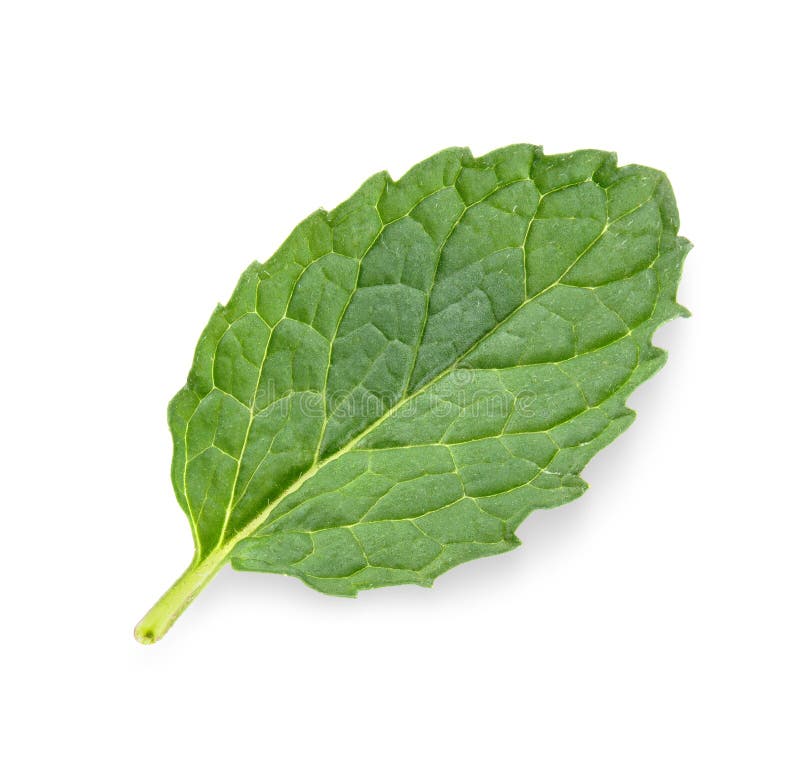 Pepermint Isolated on White Background Stock Photo - Image of clipping ...