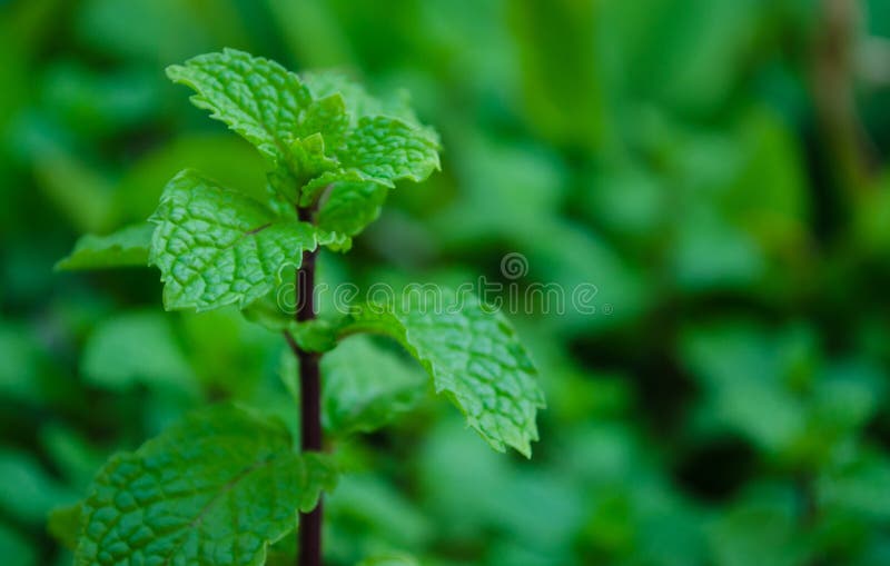 Pepermint stock photo. Image of aromatic, healthy, health - 42984384