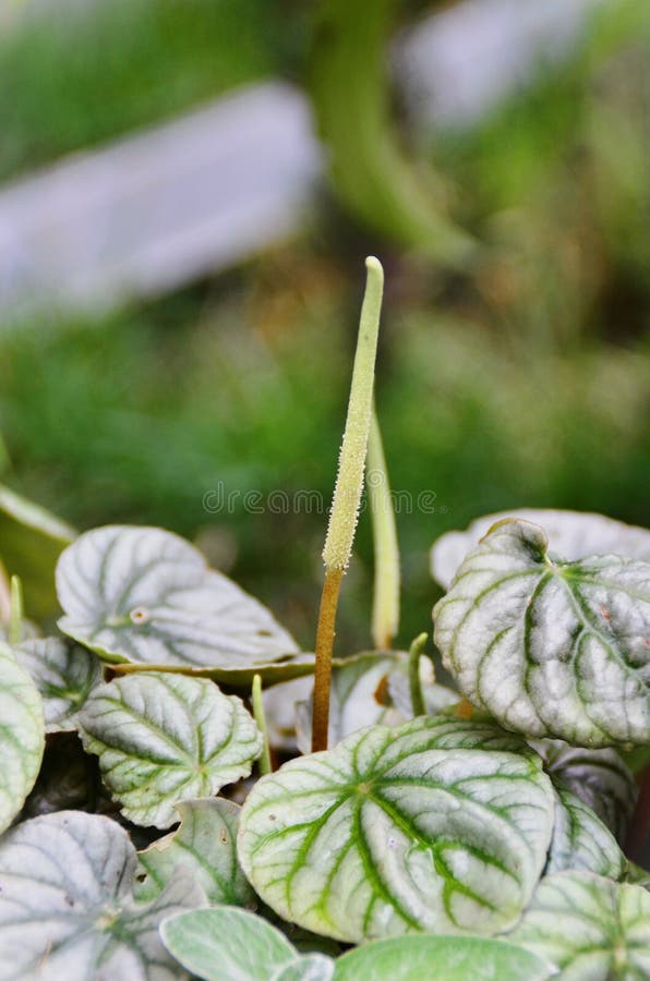 The Peperomia Caperata Frost Flower in the Vase in the Backyard Stock ...