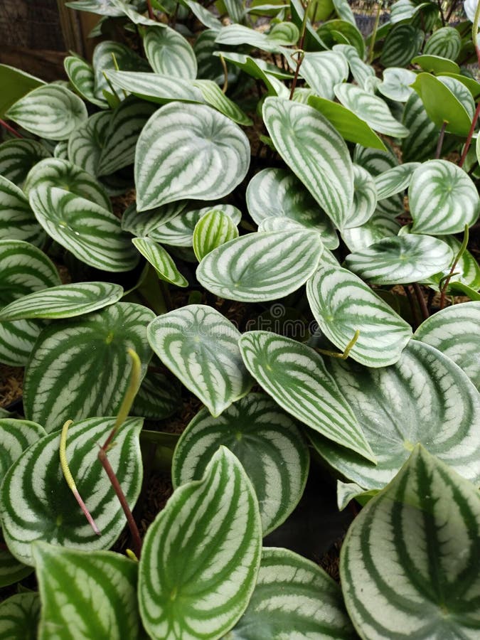 Peperomia Watermelon Plant, Great for Backgrounds Stock Photo - Image ...