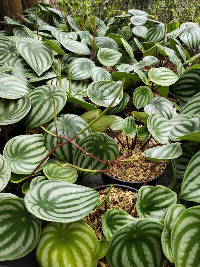 Peperomia Watermelon Plant, Great for Backgrounds Stock Photo - Image ...