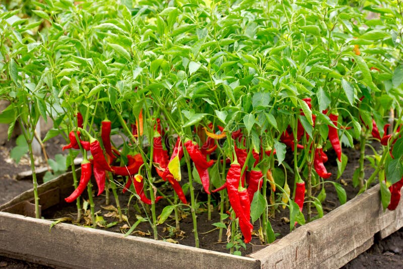 Piante Del Peperoncino Rosso Fotografia Stock - Immagine di closeup ...