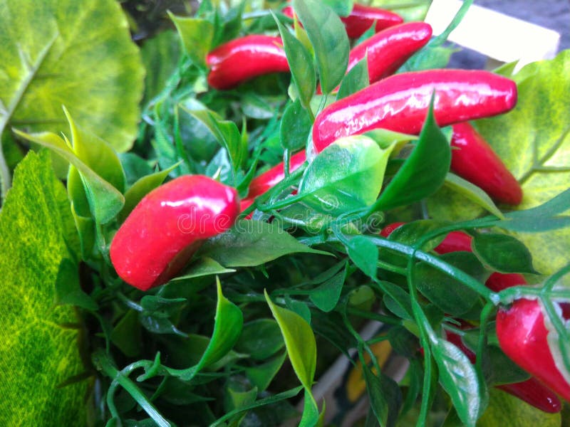 Peperoncini stock photo. Image of plant, nature, green - 79934334