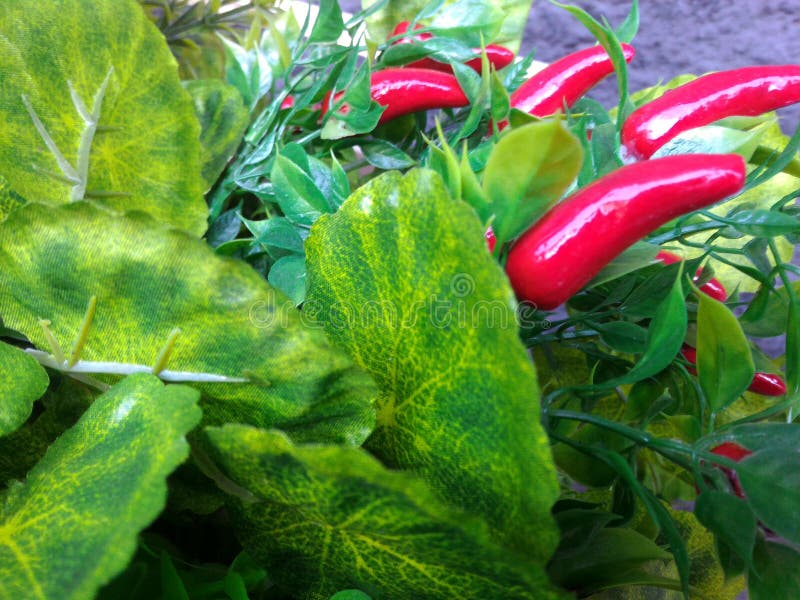 Peperoncini stock image. Image of herb, spicy, vegetable - 79934559