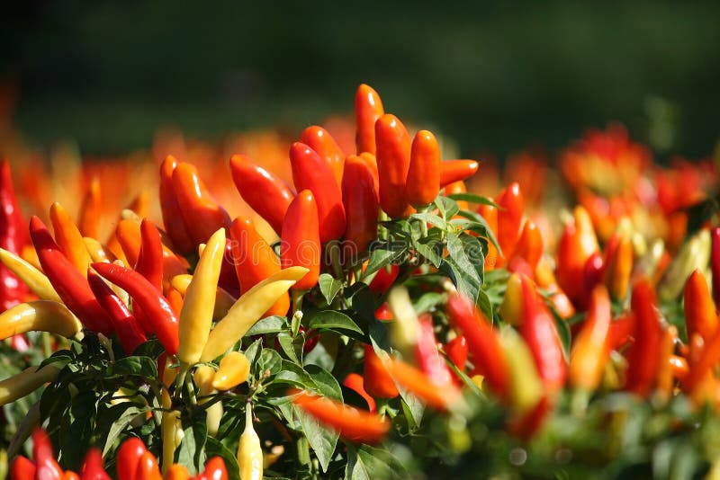 Peperoncino immagine stock. Immagine di cuoco, cucina - 33797257