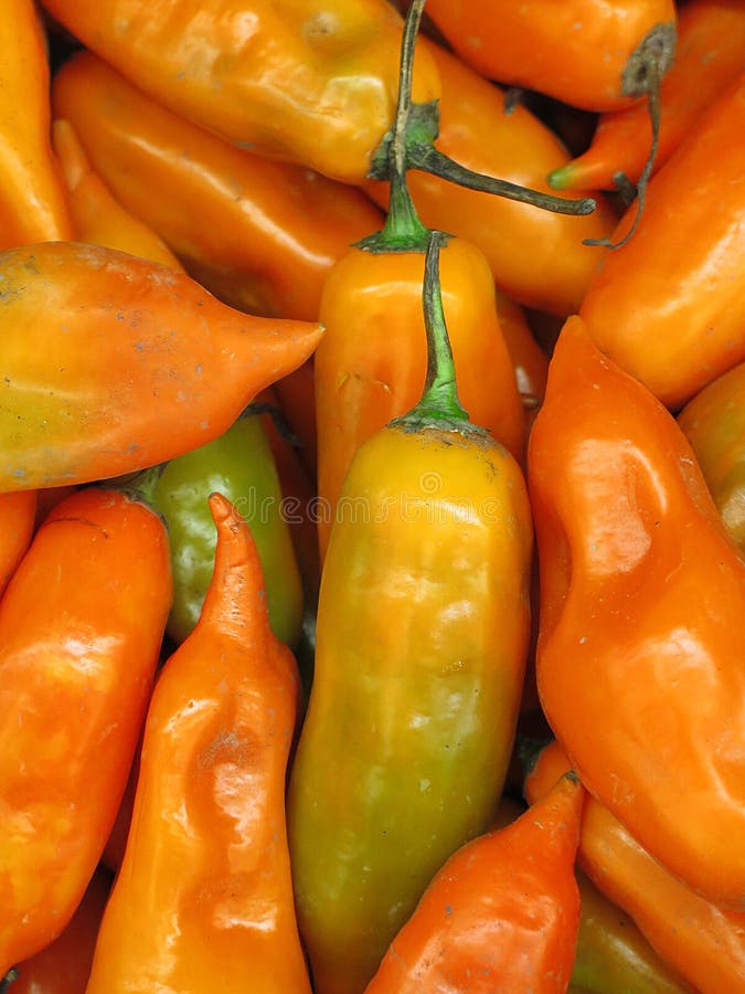 Peperoncino Giallo Peruviano Fotografia Stock - Immagine di sporco ...