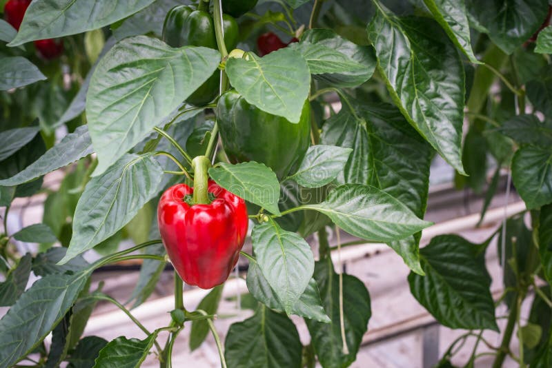 Peperone Verde Che Matura Sulla Pianta Fotografia Stock - Immagine di ...
