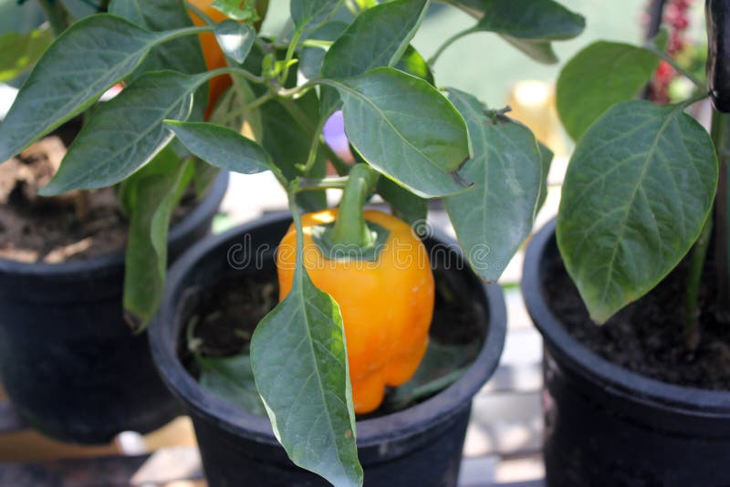 Peperone Dolce, Capsicum Annuum Fotografia Stock - Immagine di cucinato ...