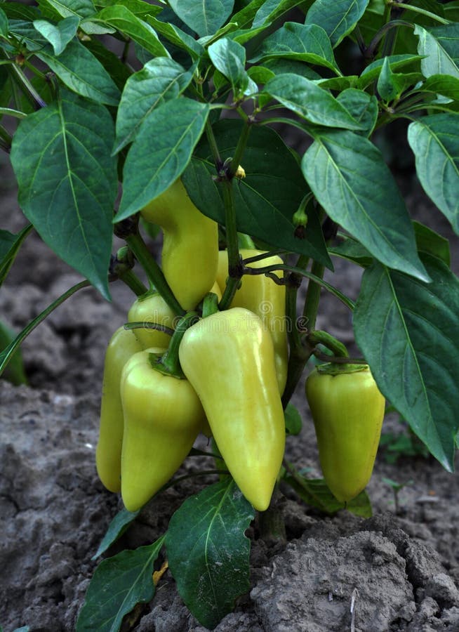 Peperone dolce vegetable_4 immagine stock. Immagine di terreno - 99276675