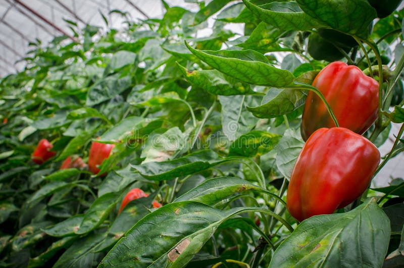 Peperoni rossi maturi immagine stock. Immagine di chiusura - 41590583