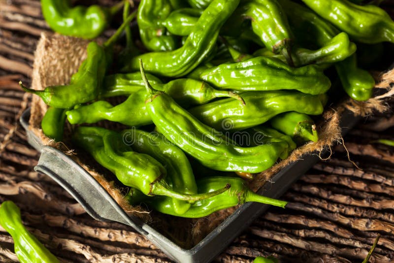 Peperoni Verdi Organici Crudi Di Shashito Immagine Stock - Immagine di ...