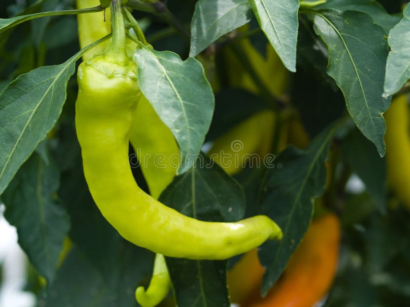 Peperoni Verdi Sulla Pianta Fotografia Stock - Immagine di italiano ...