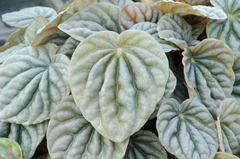 Peperromia emerald ripple stock image. Image of close - 48049857