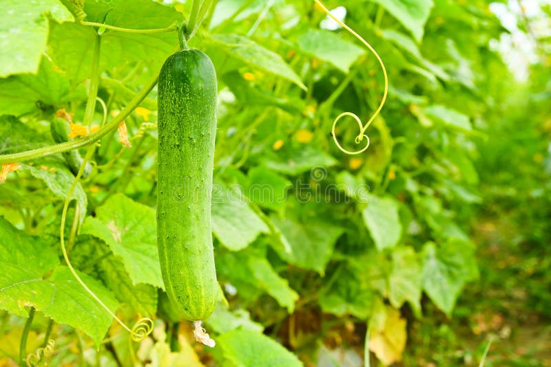 Planta del pepino imagen de archivo. Imagen de tallo - 21525105