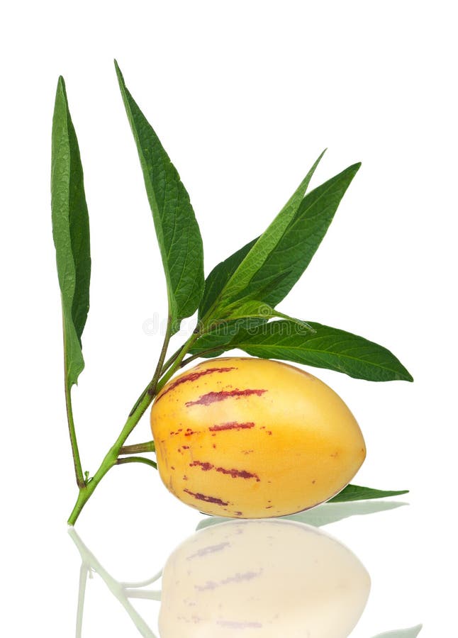 Pepino fruit stock image. Image of sweet, strip, dulce - 27634889