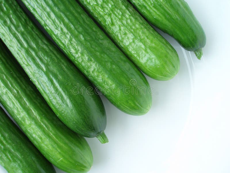 Siembra Verde De La Planta Del Pepino Imagen de archivo - Imagen de ...