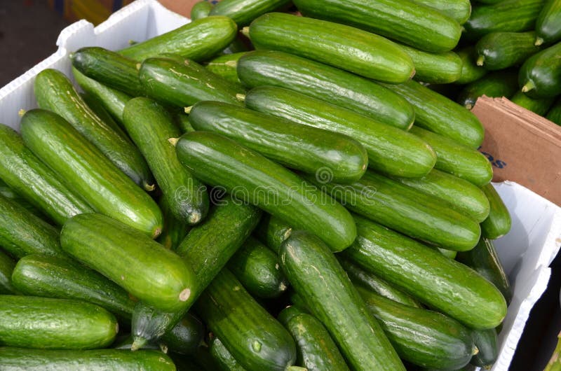 Pepinos imagen de archivo. Imagen de planta, agricultura - 123147521