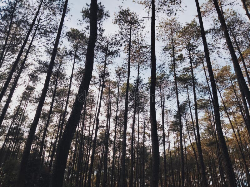 Pepohonan yang rindang stock image. Image of trunk, plant - 330414069