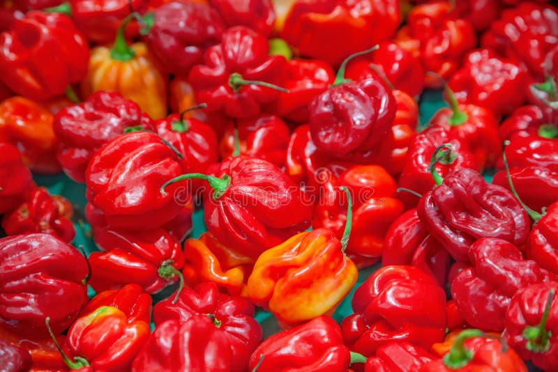 Spansk peppar arkivfoto. Bild av paprika, friskhet, saftigt - 73134554