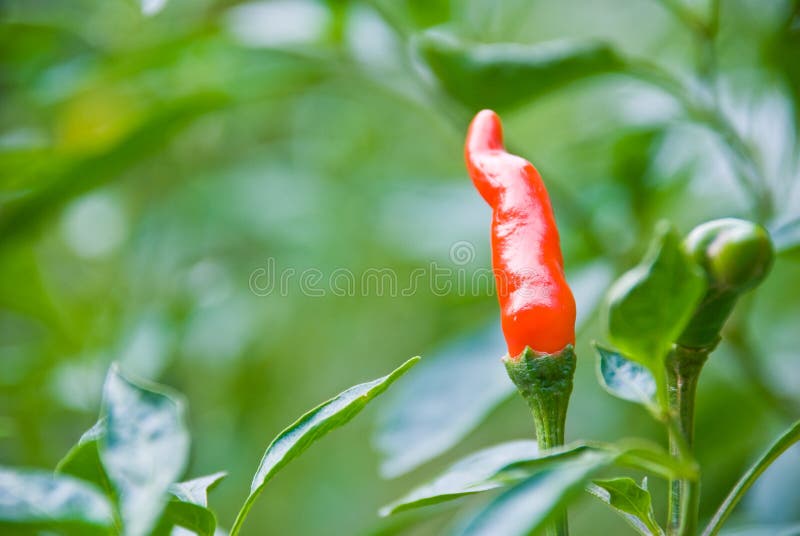 Chilli Border Background stock image. Image of creep, background - 693779