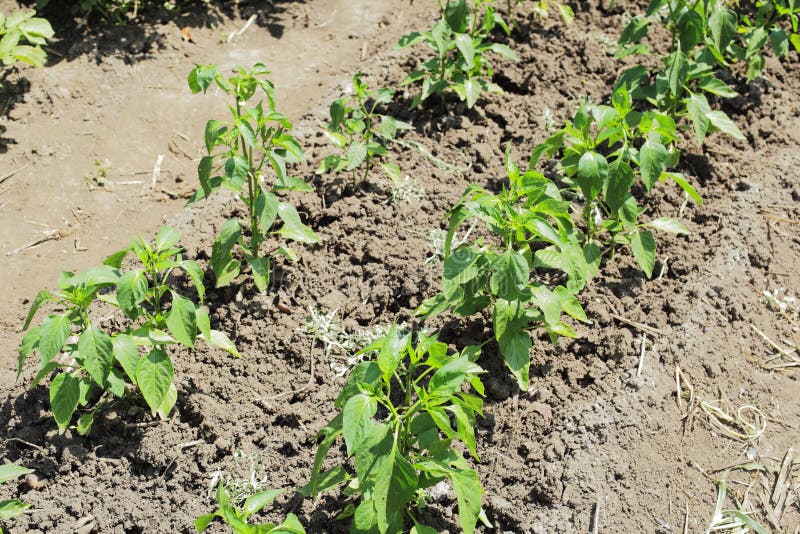 Pepper Beds on a Garden Plot Stock Image - Image of vegetable, plant ...