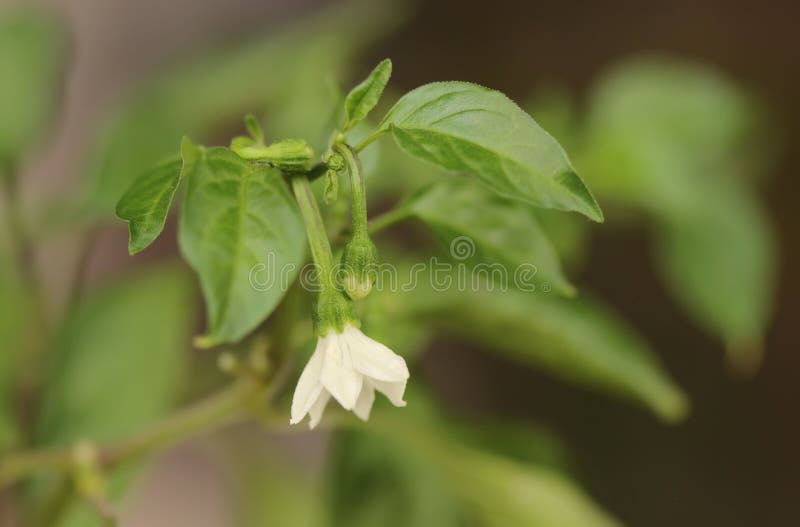 Pepper in bloom stock photo. Image of garden, spice - 100060476