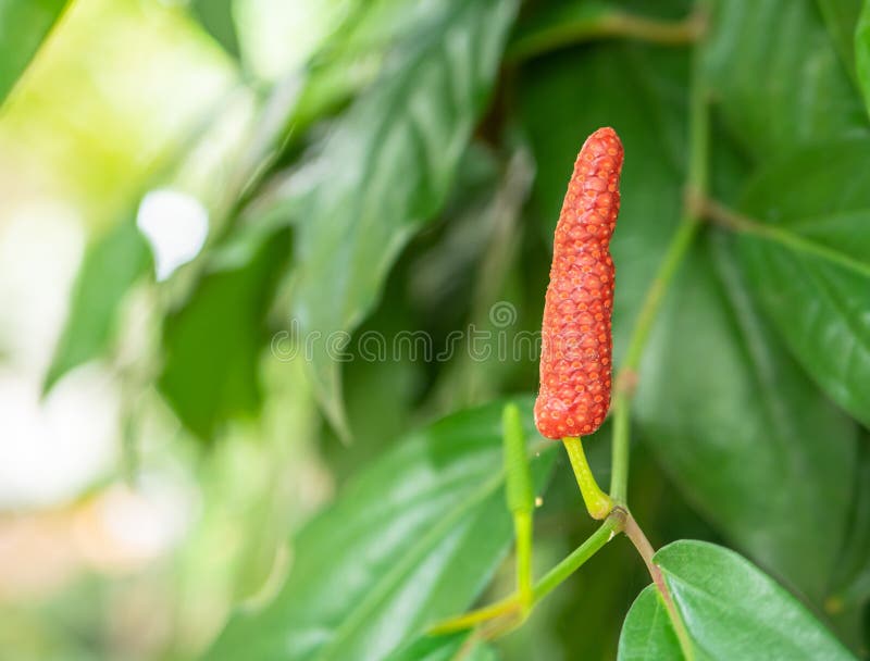Pepper Blossom,Long Pepper on Tree . Stock Image - Image of colorful ...