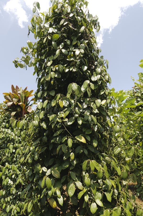 Pepper bush, Piper Nigrum stock photo. Image of tree - 24547710