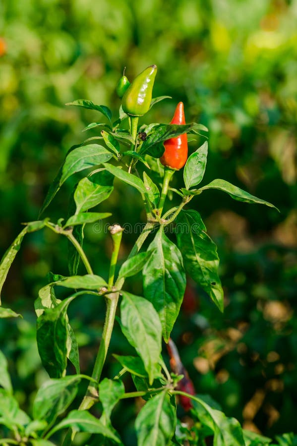 Pepper stock image. Image of planting, farm, crops, vegetable - 61279721