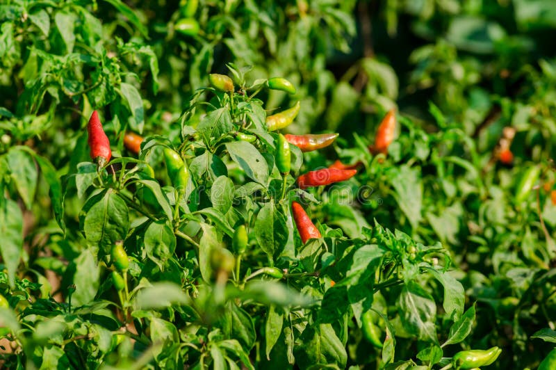 Pepper stock image. Image of environment, fruit, outdoor - 61279801