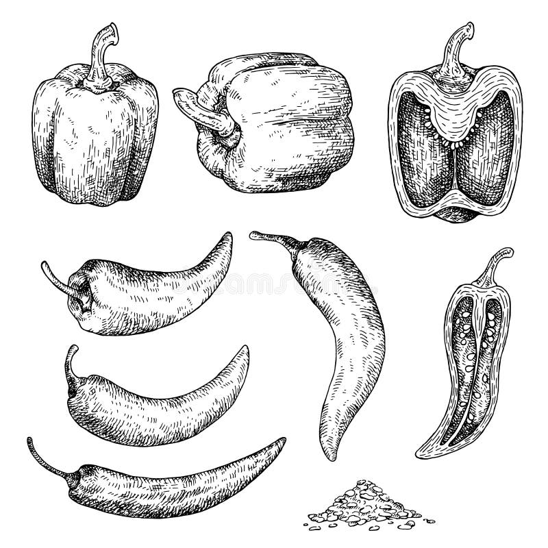 Drawing Pepper Stock Illustrations – 32,029 Drawing Pepper Stock ...