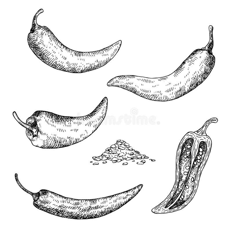 Drawing Pepper Stock Illustrations – 32,029 Drawing Pepper Stock ...