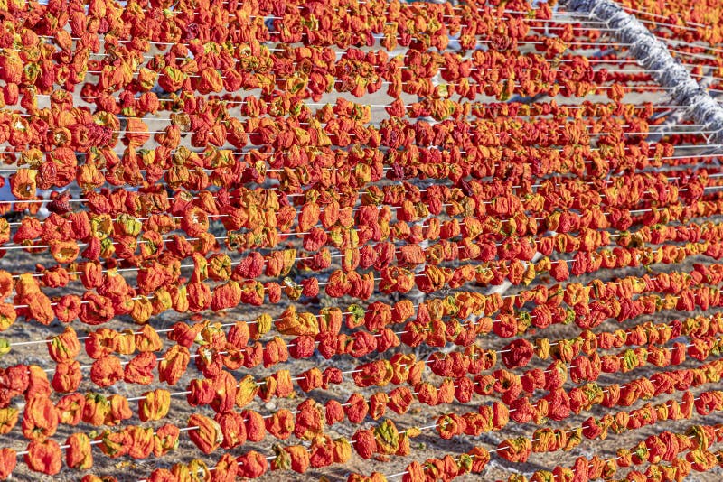 Pepper Drying Involves Drying Green Peppers by Exposing Them To ...