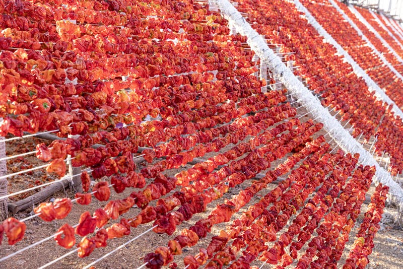 Pepper Drying Involves Drying Green Peppers by Exposing Them To ...