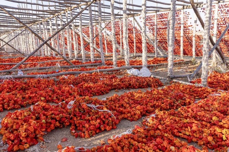 Pepper Drying Involves Drying Green Peppers by Exposing Them To ...