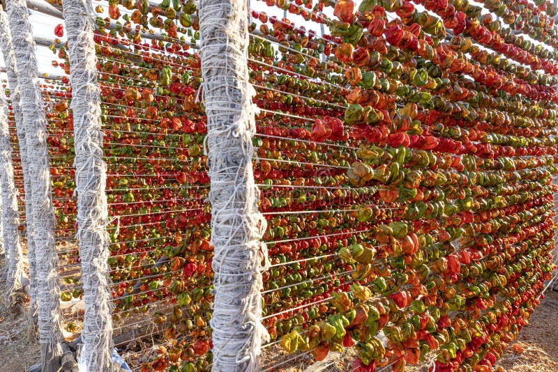 Pepper Drying Involves Drying Green Peppers by Exposing Them To ...